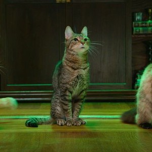 Scaredy Cats - Rotten Tomatoes