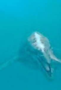 Mega Beasts: Season 1, Episode 3 | Rotten Tomatoes