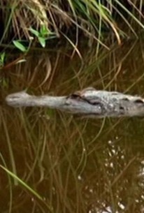 Swamp Brothers: Season 1, Episode 19 | Rotten Tomatoes