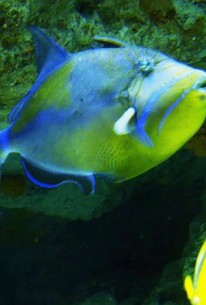 What Sam Sees: Season 1, Episode 3 | Rotten Tomatoes